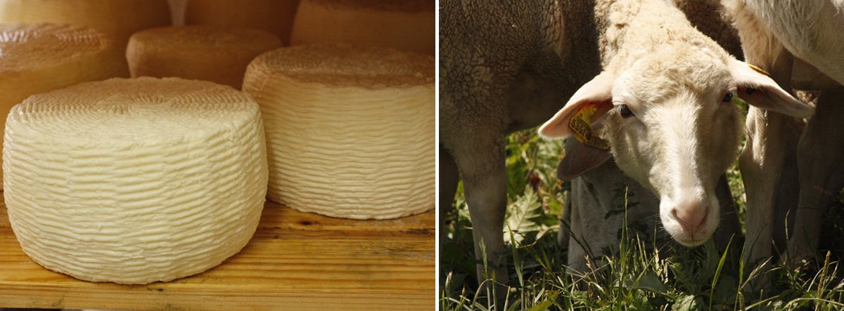 Cheesemaking class in Abruzzo - Abruzzo With Gusto
